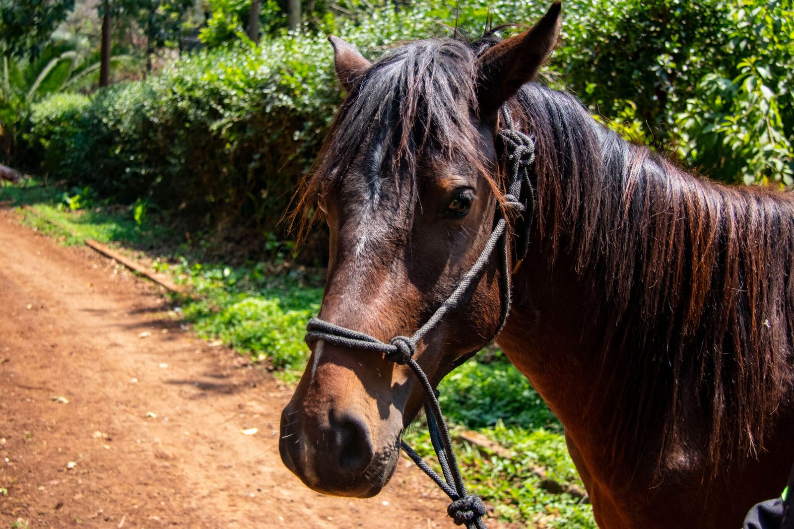 A Beginner's Guide to Horse Movements: Understanding the Gaits - Gallop ...