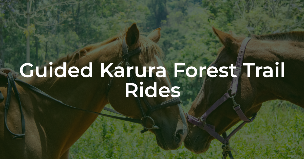 Guided Karura Forest Trail Rides - Gallop Go Stables & Riding School