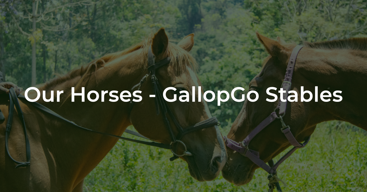 Our Horses - Gallop Go Stables & Riding School